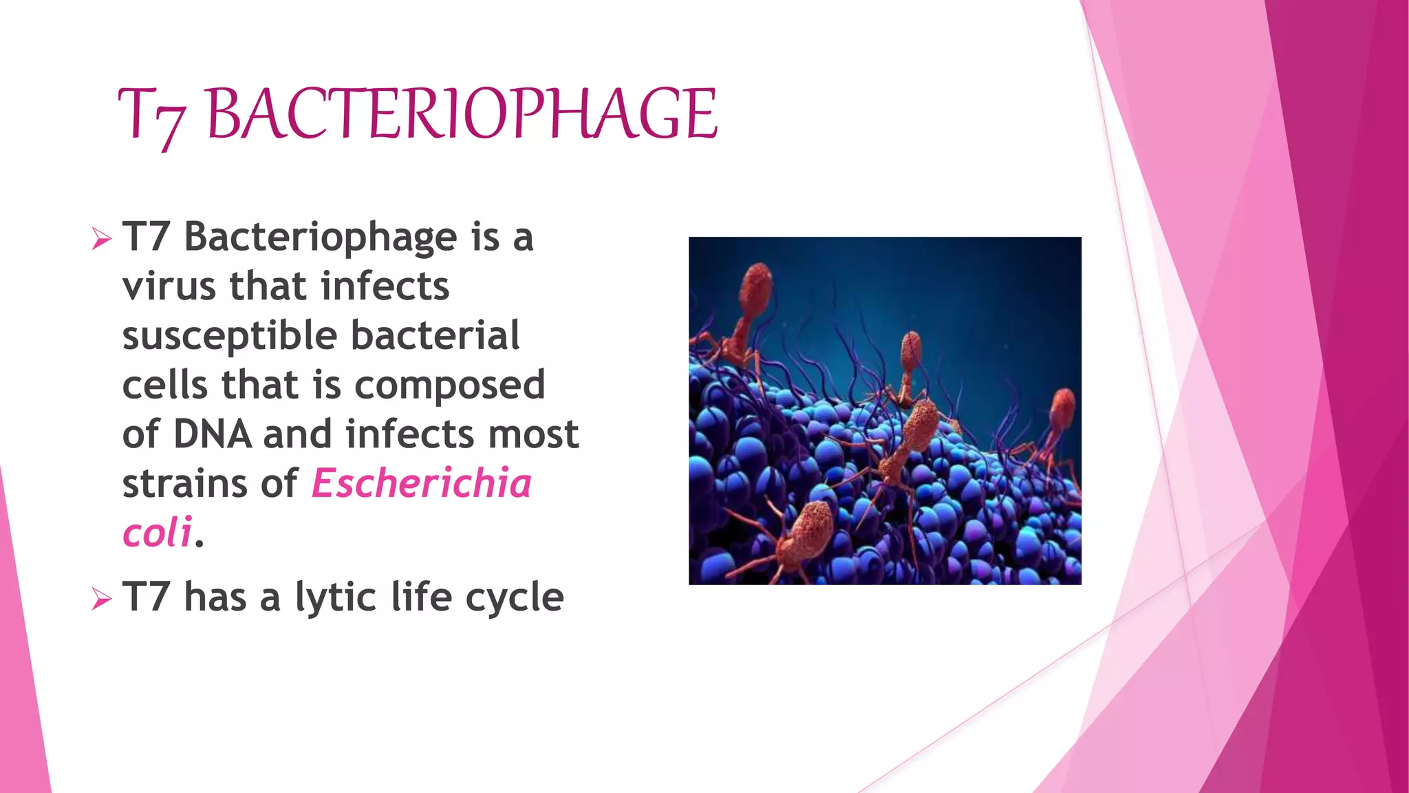 T7 BACTERIOPHAGE.pptx