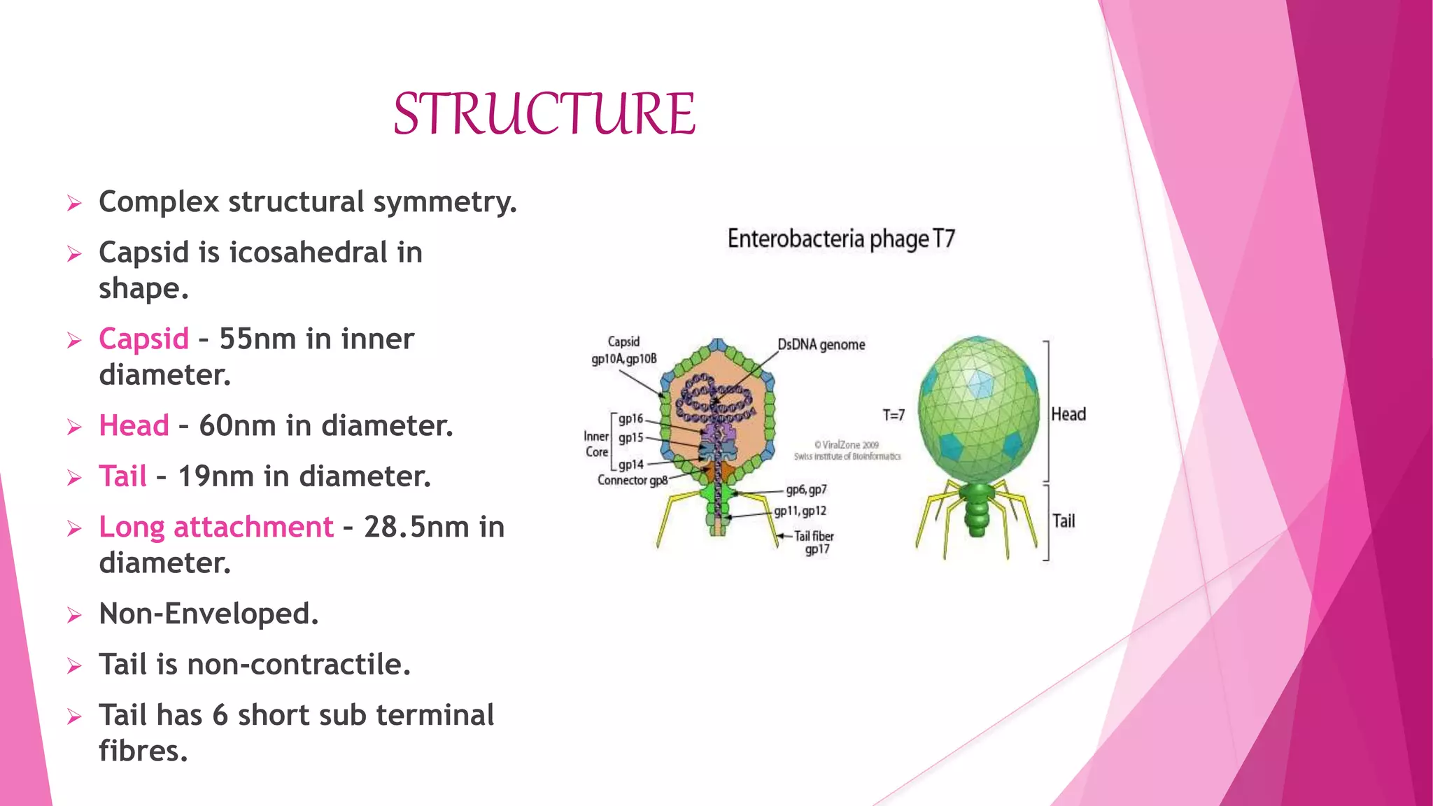 T7 BACTERIOPHAGE.pptx