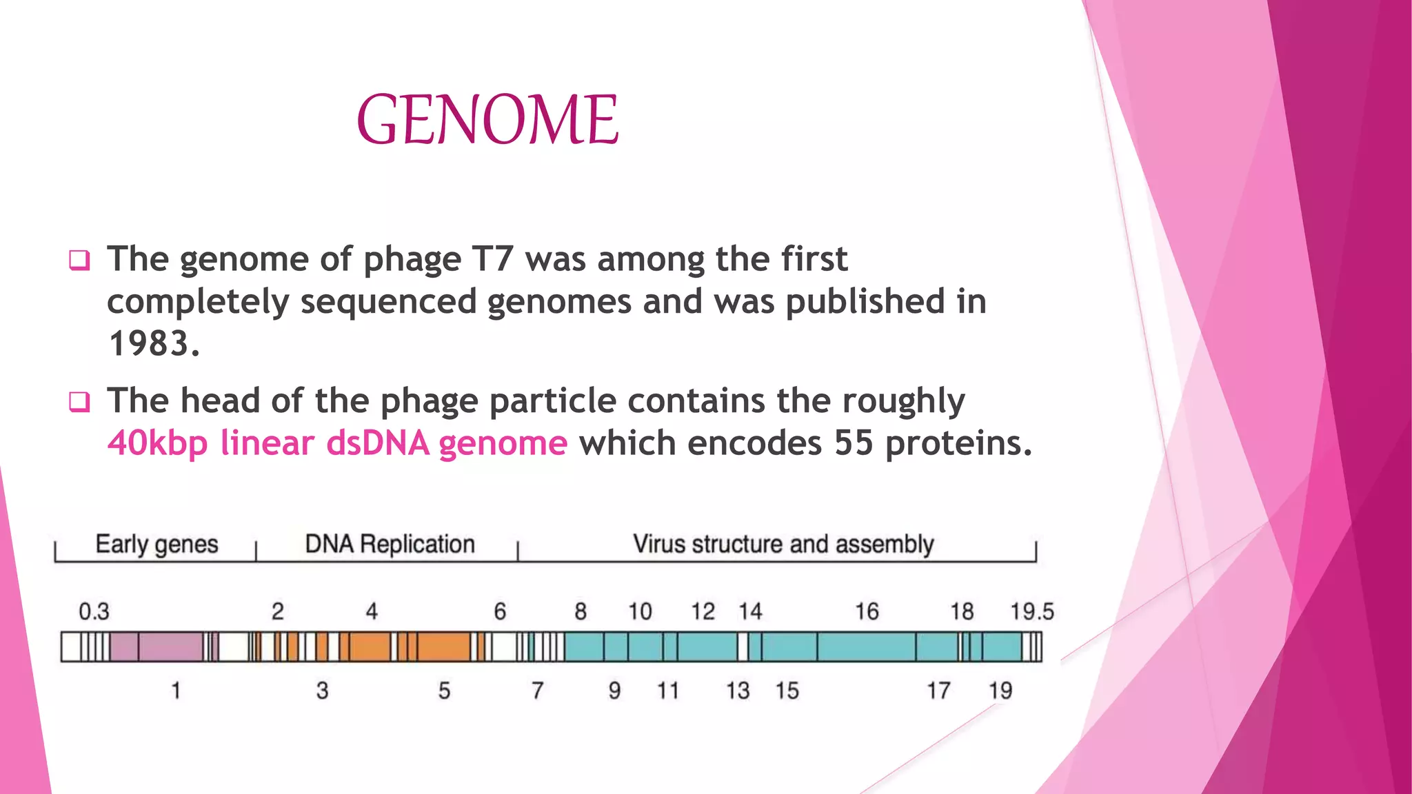 T7 BACTERIOPHAGE.pptx