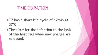T7 BACTERIOPHAGE.pptx