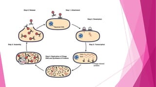 T7 BACTERIOPHAGE.pptx