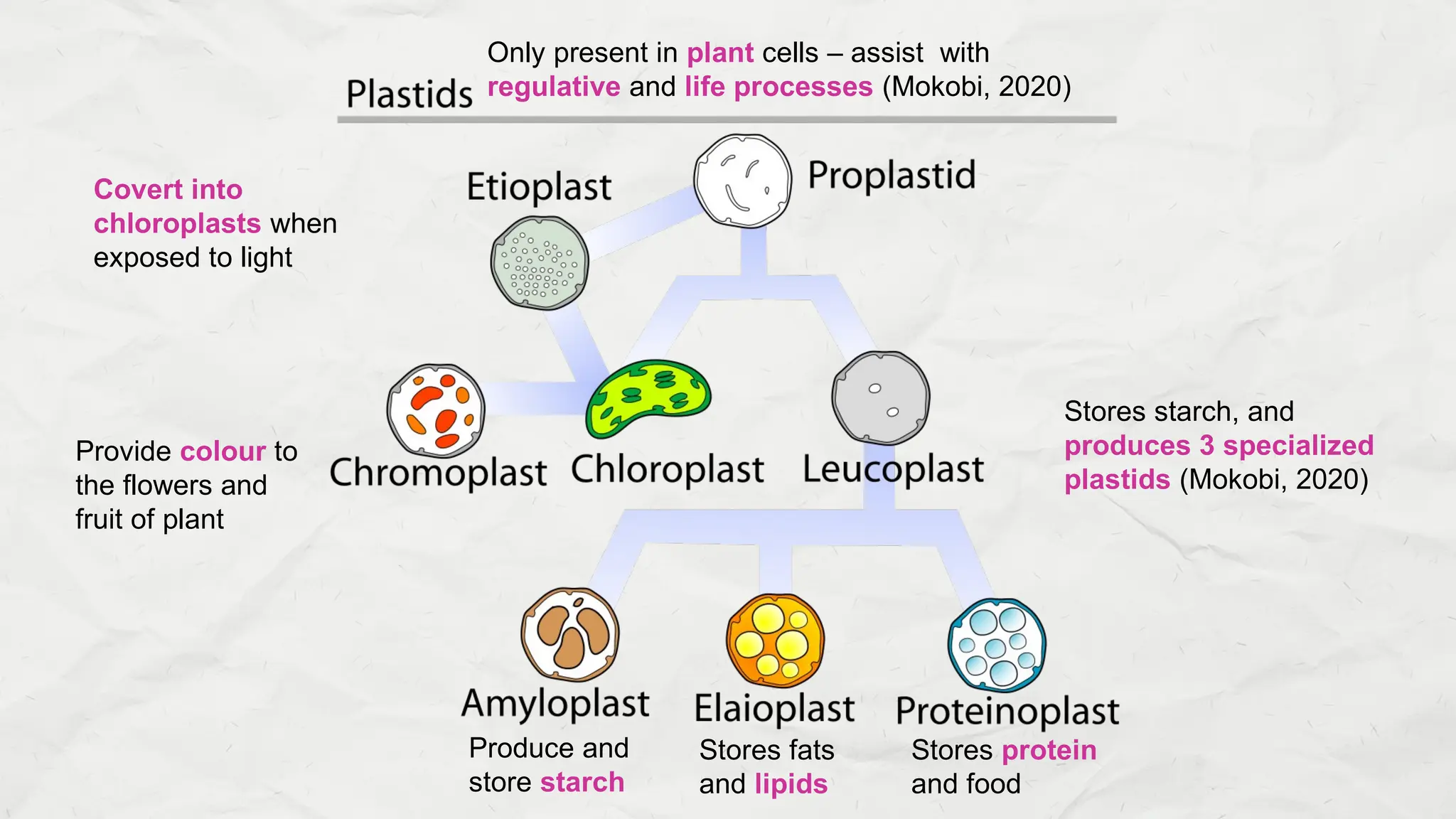 Life and Living- Cells. Grade 10, Term 1 | PPTX