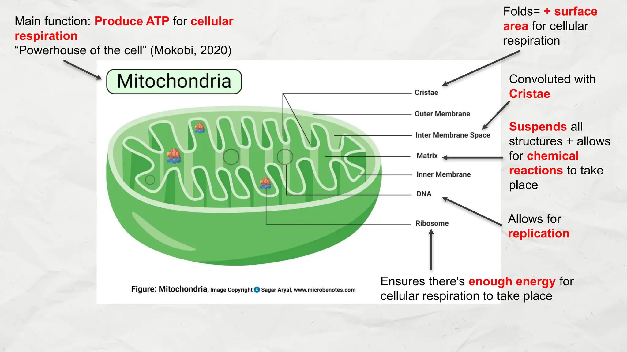Life and Living- Cells. Grade 10, Term 1 | PPTX