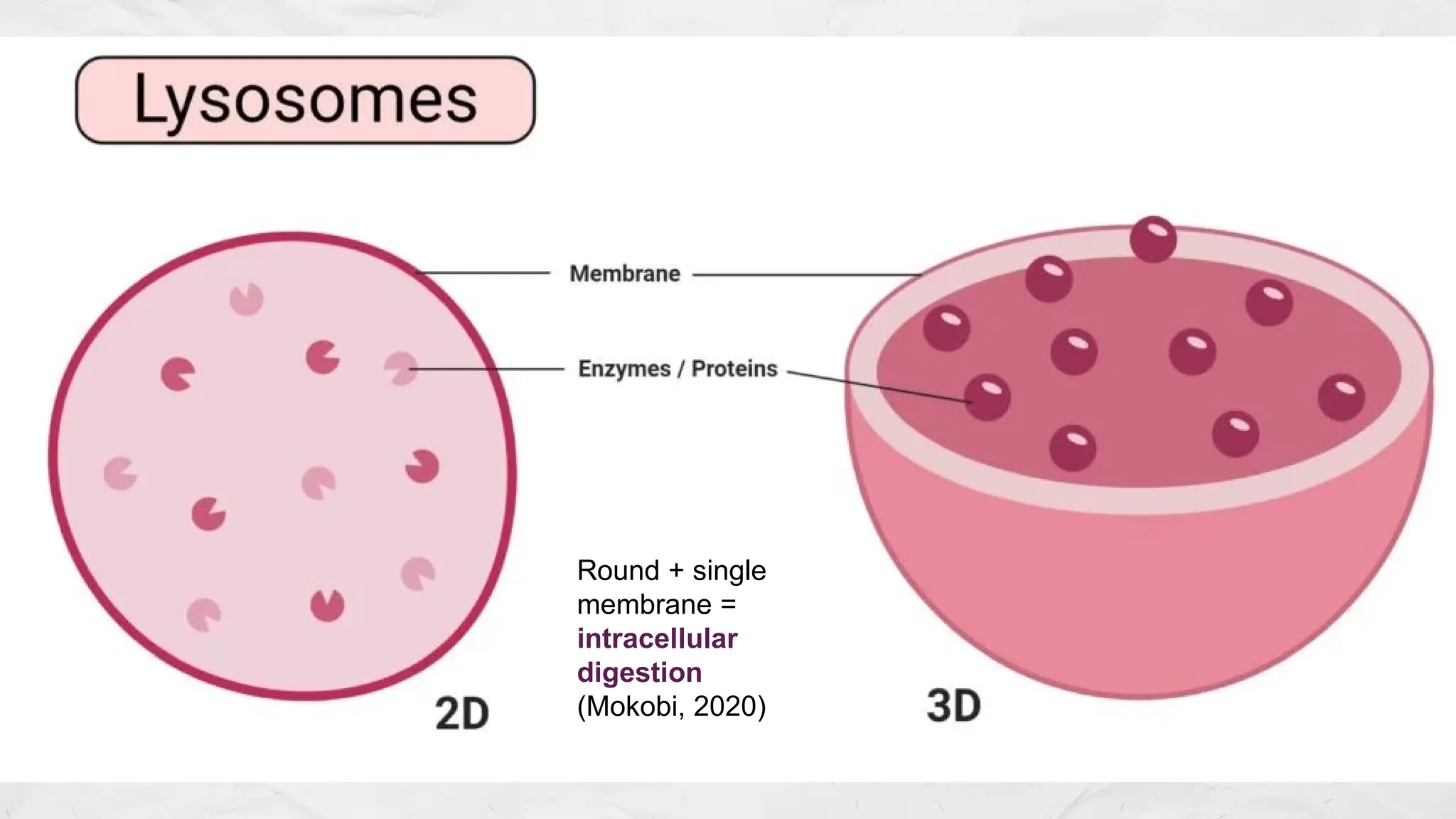Life and Living- Cells. Grade 10, Term 1 | PPTX