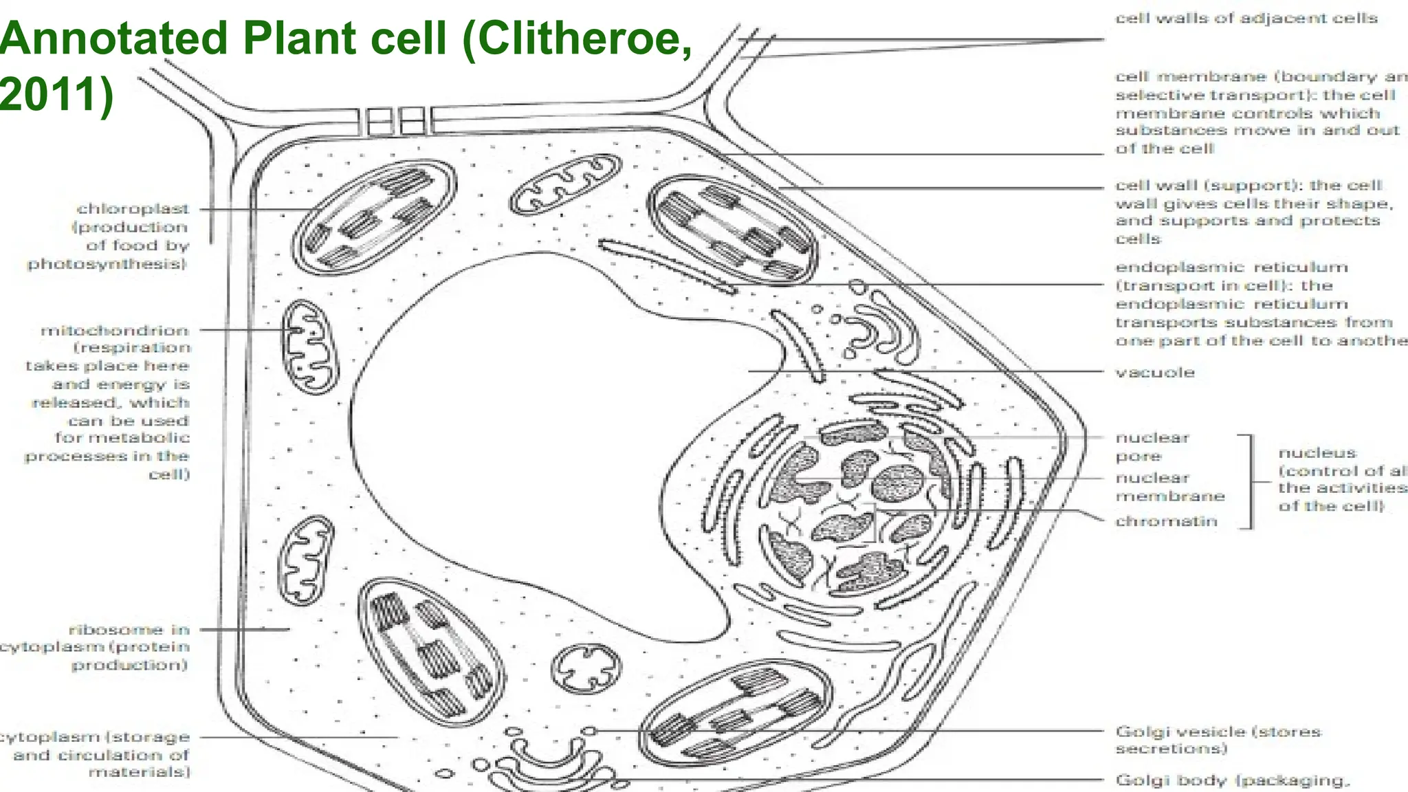 Life and Living- Cells. Grade 10, Term 1 | PPTX