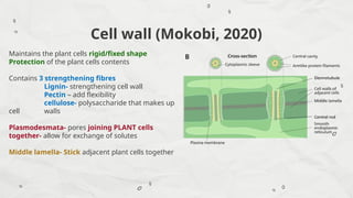 Life and Living- Cells. Grade 10, Term 1 | PPTX