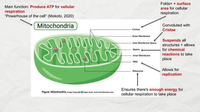 Life and Living- Cells. Grade 10, Term 1 | PPTX
