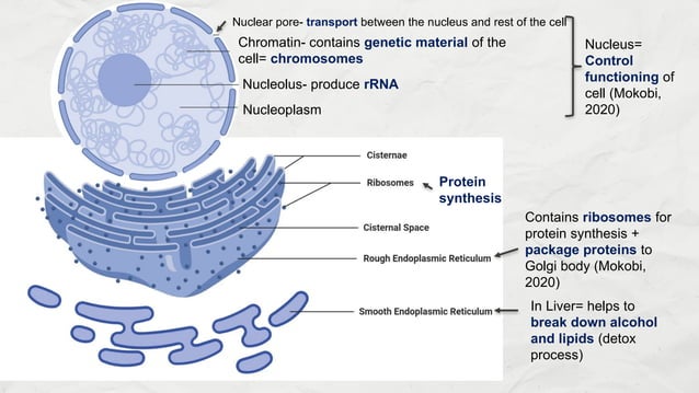 Life and Living- Cells. Grade 10, Term 1 | PPTX