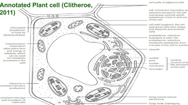 Life and Living- Cells. Grade 10, Term 1 | PPTX