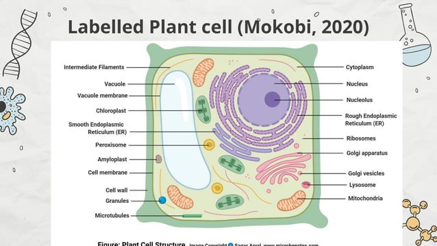 Life and Living- Cells. Grade 10, Term 1 | PPTX