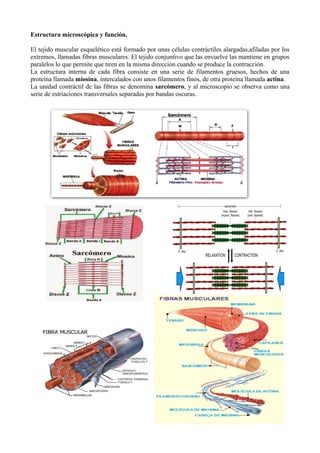 t_7_sistema_muscular.pdf