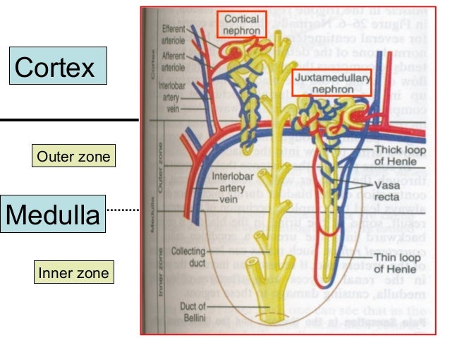 Functional characteristics of nephron