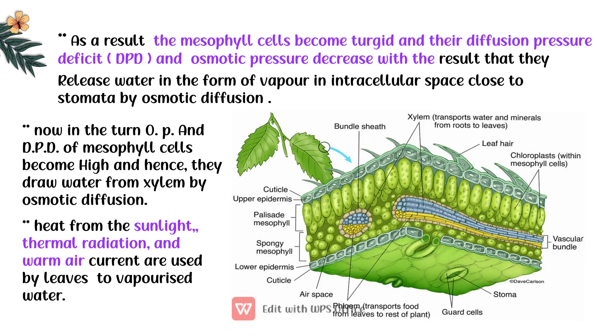 transpiration_:- stomatal transpiration and opening and closing ...
