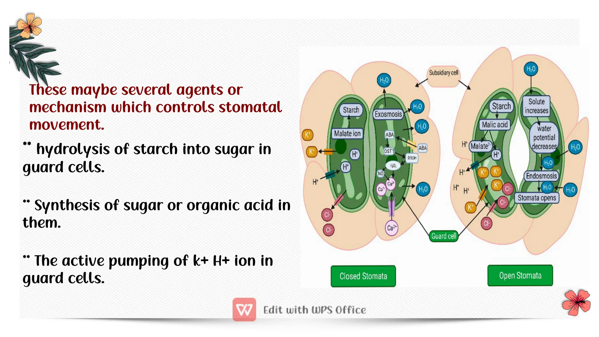 transpiration_:- stomatal transpiration and opening and closing ...