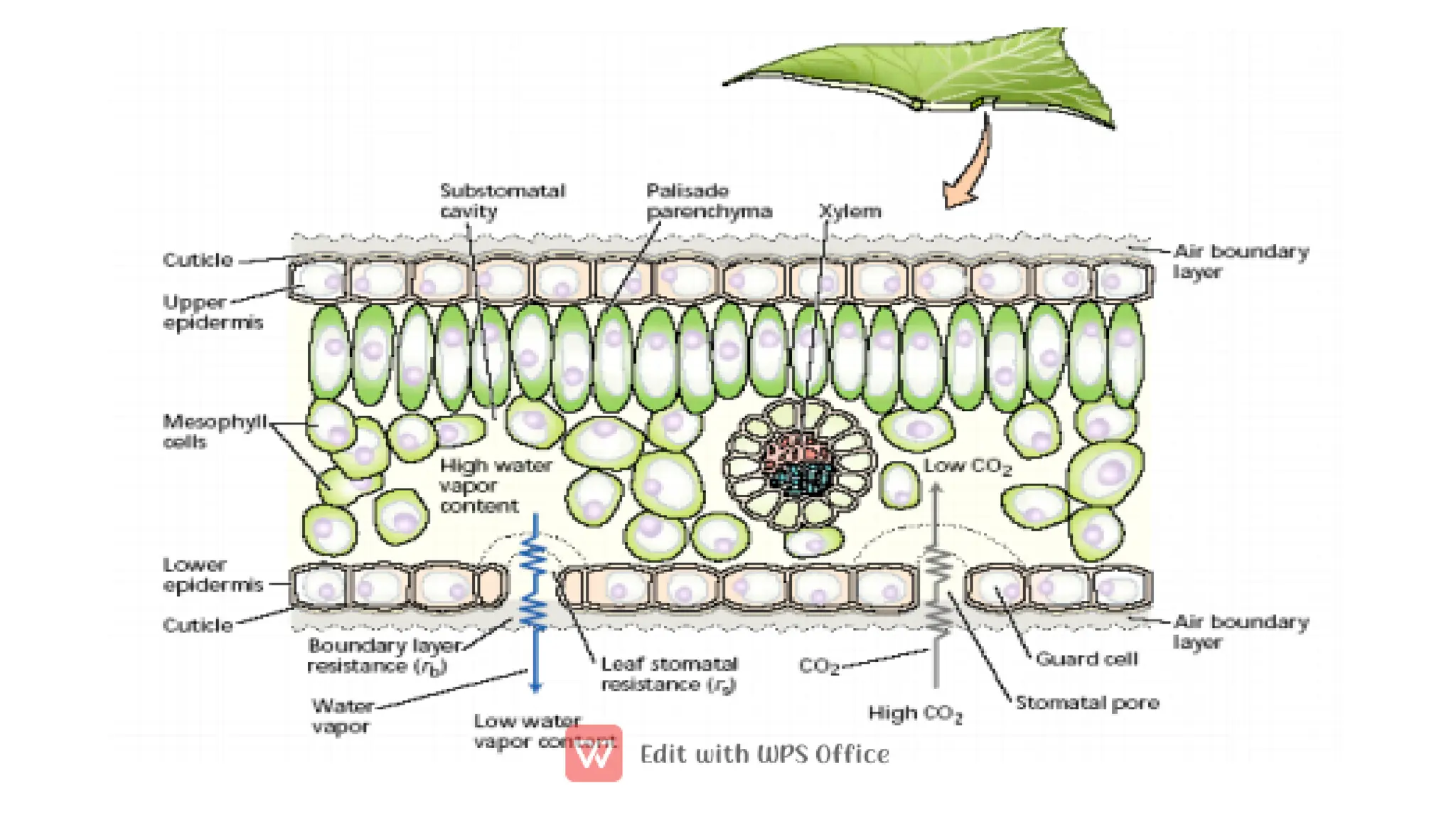 transpiration_:- stomatal transpiration and opening and closing ...