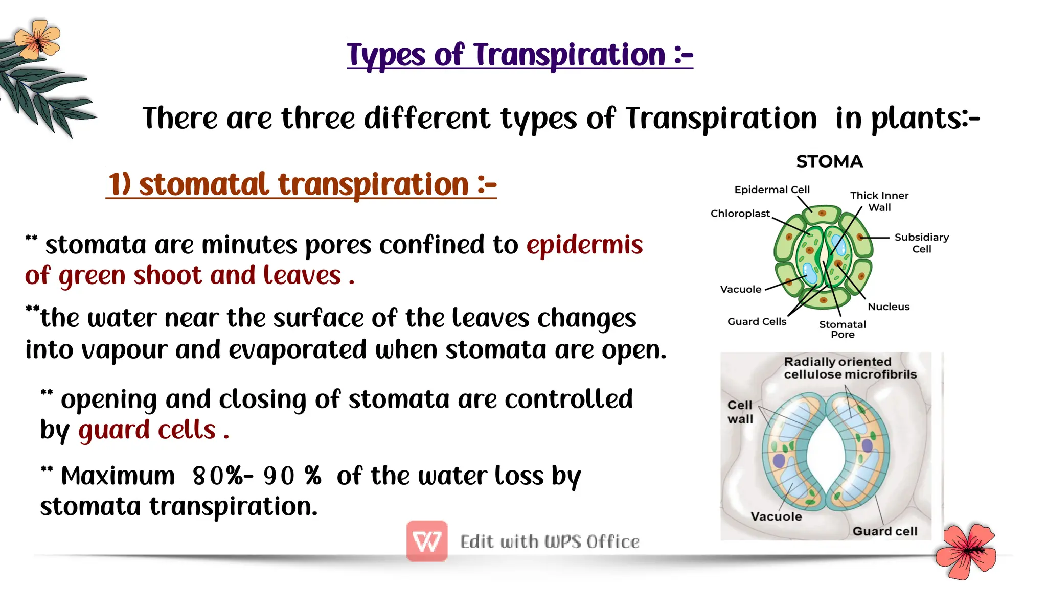 transpiration_:- stomatal transpiration and opening and closing ...