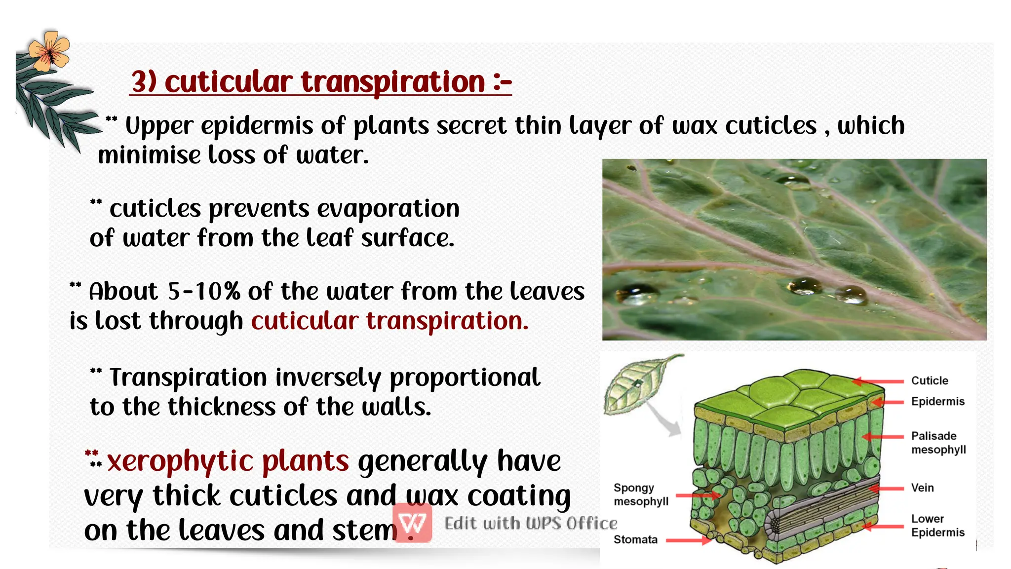 transpiration_:- stomatal transpiration and opening and closing ...