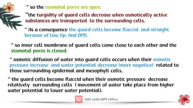 transpiration_:- stomatal transpiration and opening and closing ...