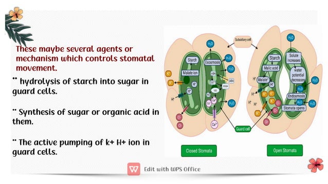 transpiration_:- stomatal transpiration and opening and closing ...