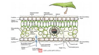transpiration_:- stomatal transpiration and opening and closing ...