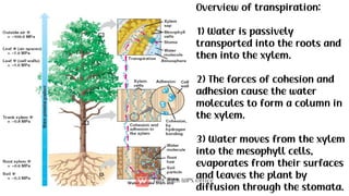 transpiration_:- stomatal transpiration and opening and closing ...