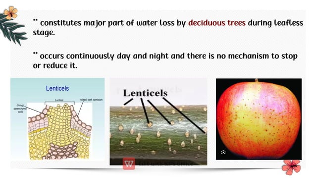 transpiration_:- stomatal transpiration and opening and closing ...