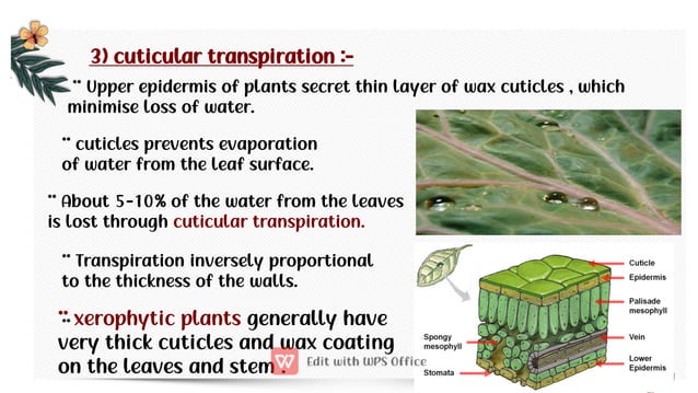 transpiration_:- stomatal transpiration and opening and closing ...