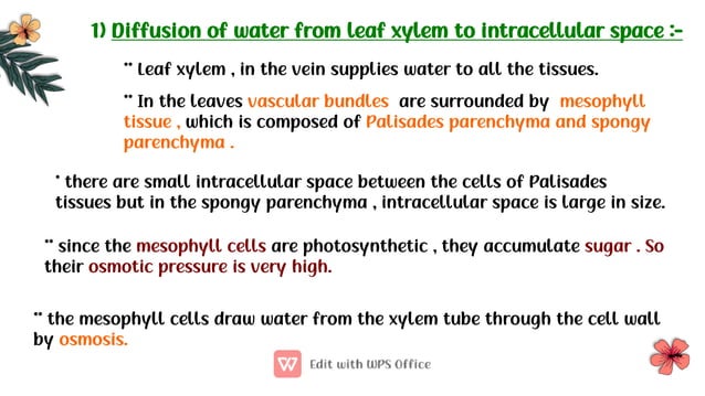 transpiration_:- stomatal transpiration and opening and closing ...