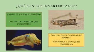LOS INVERTEBRADOS - sh.pptx