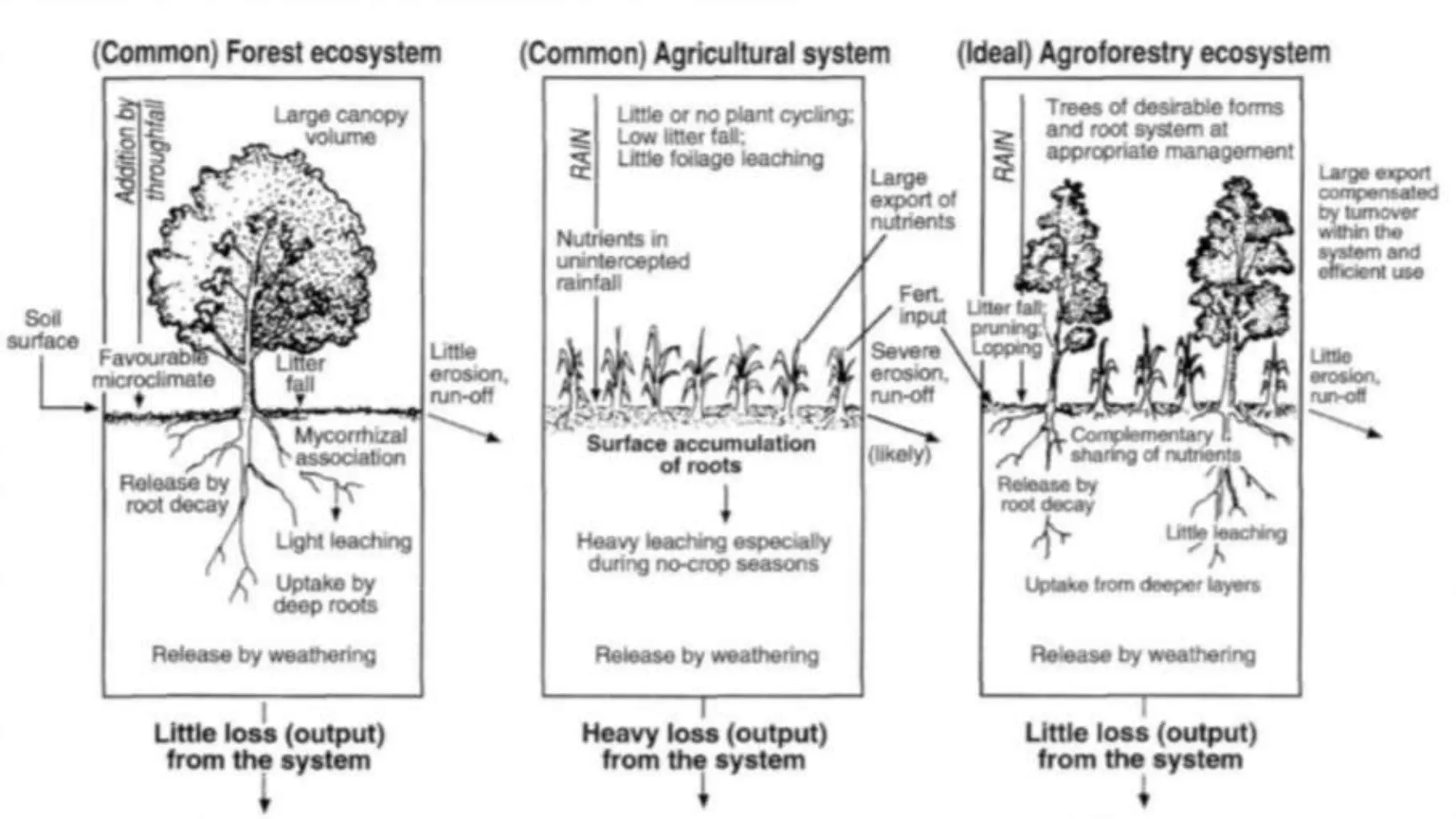 NUTRIENT_CYCLING_IN_AGROFORESTRY-1.pptx