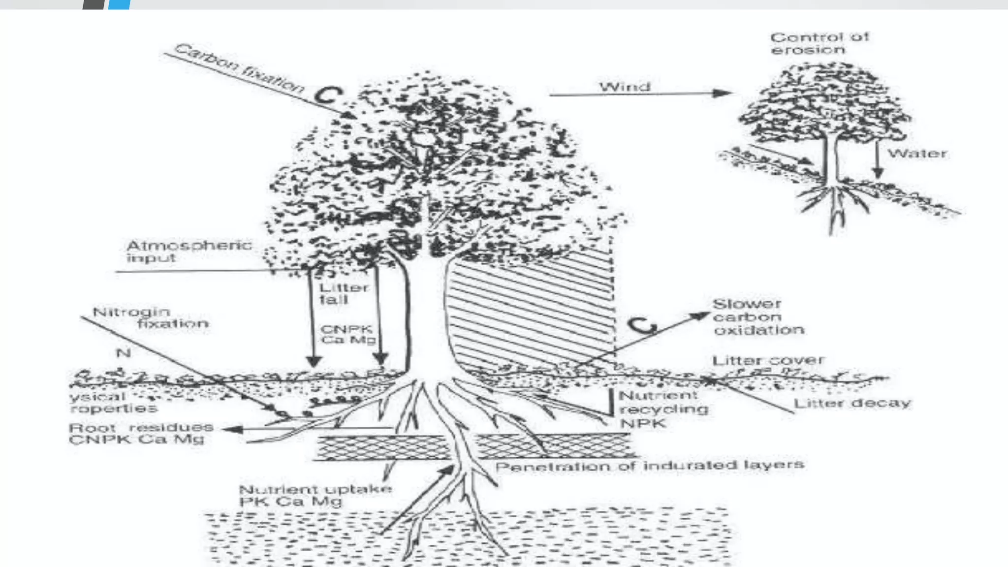 Nutrient Cycling In Agroforestry 1 Pptx