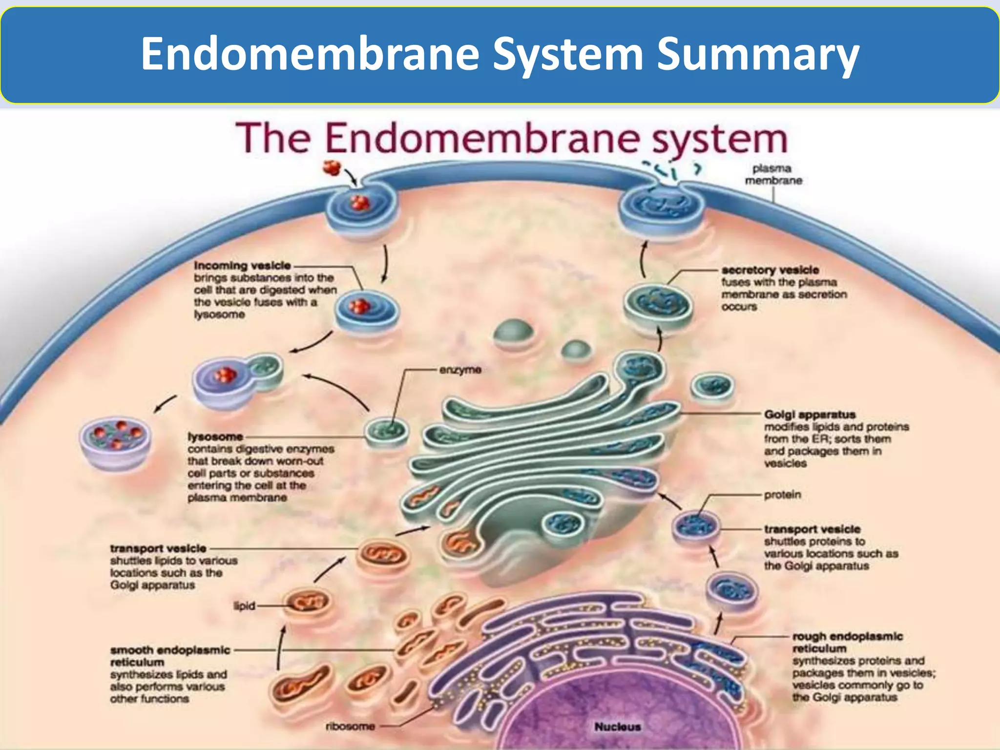 Endomembrane system | PPTX