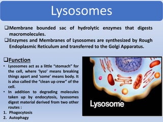 Endomembrane system | PPT