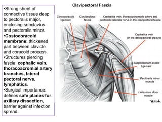 Pectoral Region & Breast and anatomy of upper limb | PDF