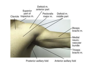 Pectoral Region & Breast and anatomy of upper limb | PDF