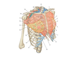 Pectoral Region & Breast and anatomy of upper limb | PDF