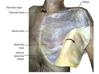 Pectoral Region & Breast and anatomy of upper limb | PDF