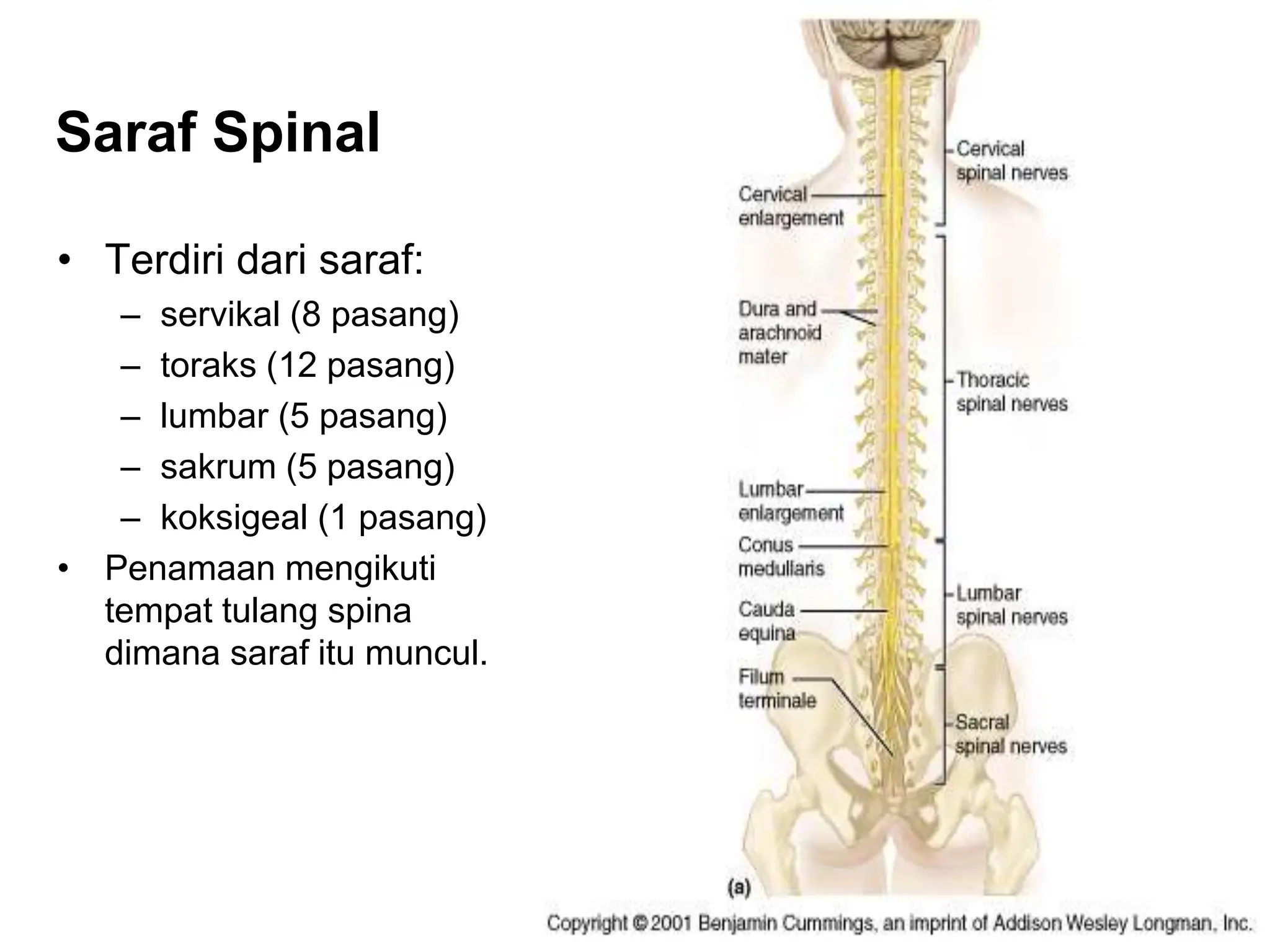 348616207-Kuliah-Anatomi-Fisiologi-Sistem-Saraf-ppt.ppt