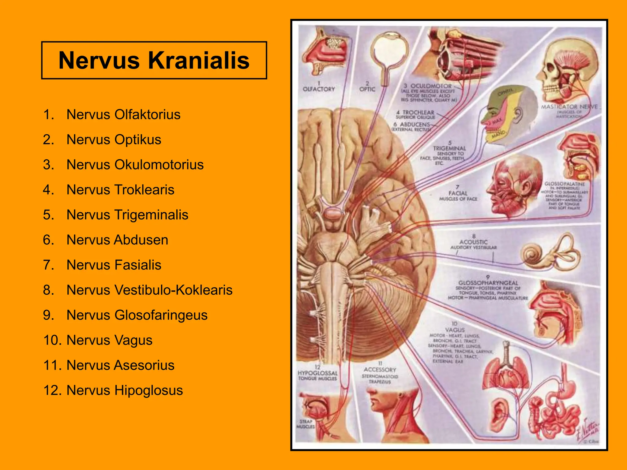 348616207-Kuliah-Anatomi-Fisiologi-Sistem-Saraf-ppt.ppt