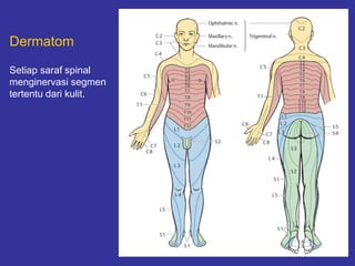 348616207-Kuliah-Anatomi-Fisiologi-Sistem-Saraf-ppt.ppt