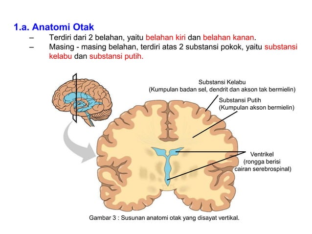 348616207-Kuliah-Anatomi-Fisiologi-Sistem-Saraf-ppt.ppt