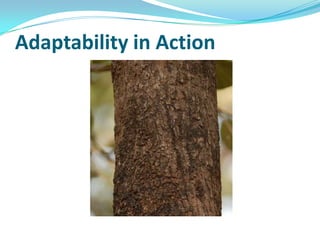 Future Adaptability of Building Design | PPTX