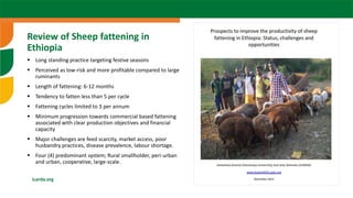 Sheep fattening: The case of Ethiopia | PPTX