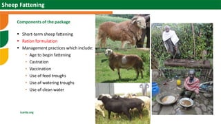 Scaling sheep in Ethiopia | PPTX | Agriculture | Industries