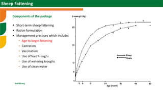 Scaling sheep in Ethiopia | PPTX | Agriculture | Industries