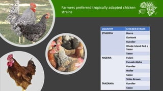 Testing and delivering tropically-adapted chickens for productivity ...