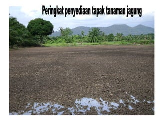 Taa veekun pakej tanaman jagung | PPT