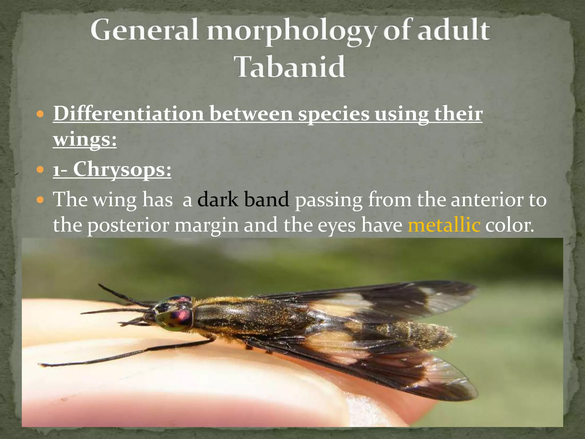 Tabanidae species - tabanus | PPTX