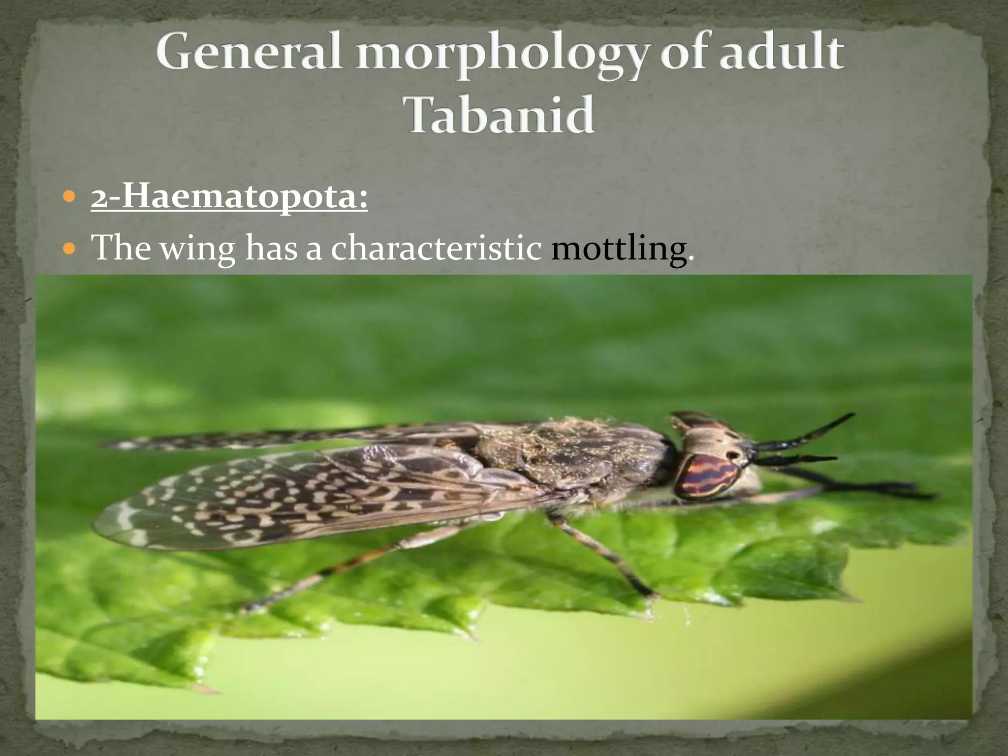 Tabanidae species - tabanus | PPTX