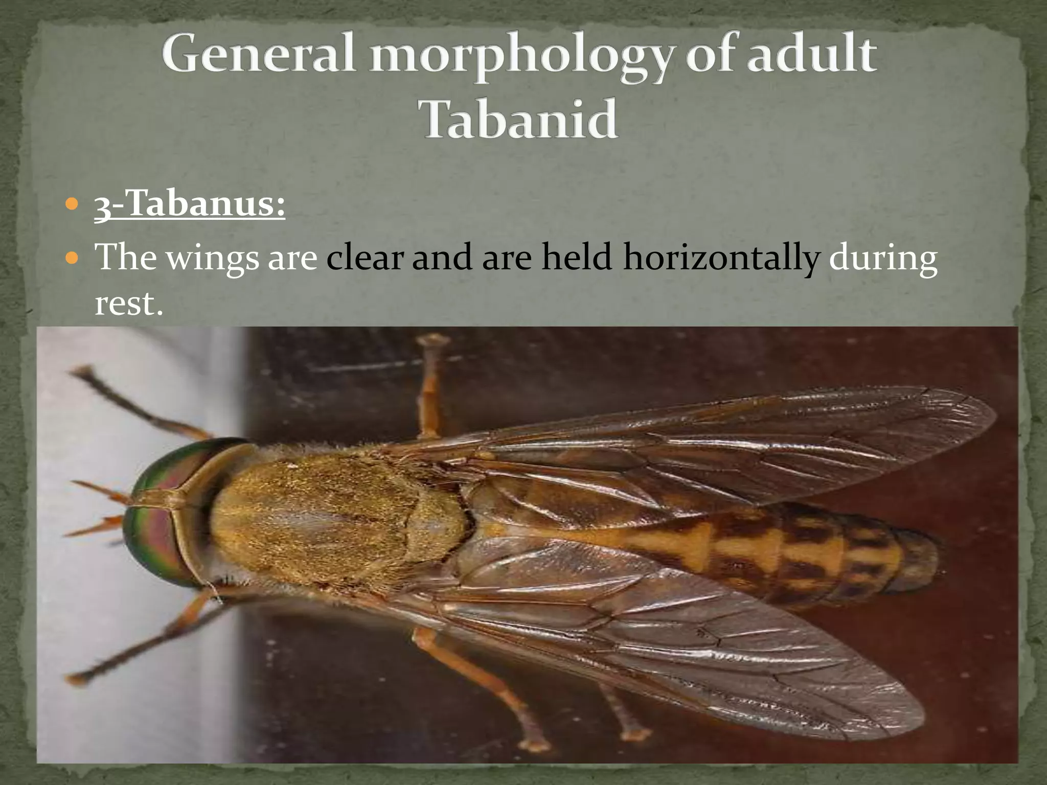 Tabanidae species - tabanus | PPTX
